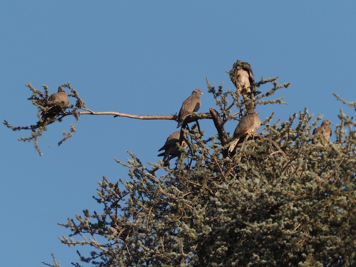 eBird Checklist - 23 Dec 2022 - Ninth Circuit Court of Appeals - 25 species