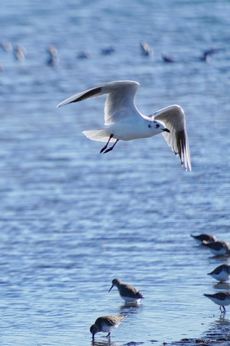 ML516072021 - Saunders's Gull - Macaulay Library
