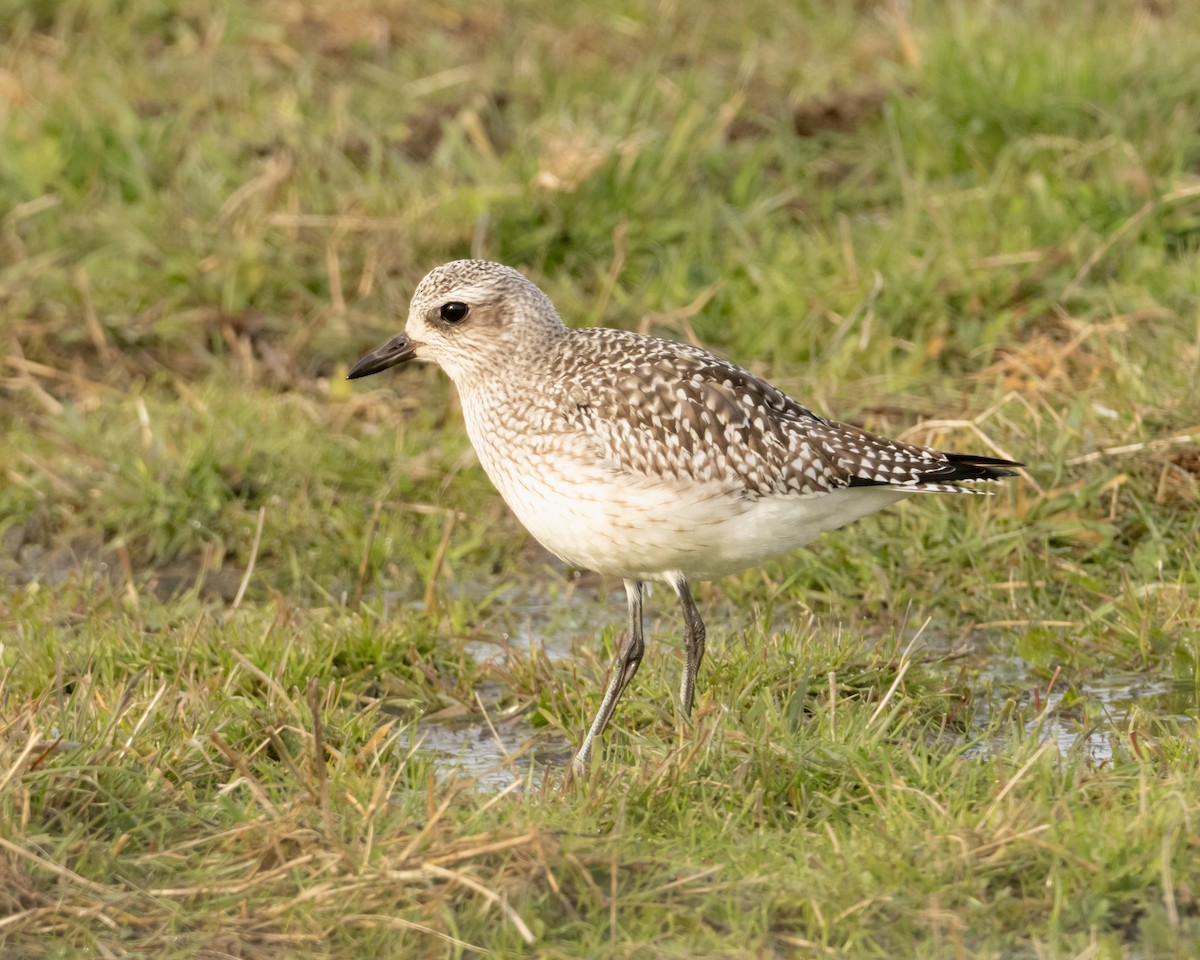 eBird Checklist - 19 Dec 2022 - Arcata Bottoms - 6 species