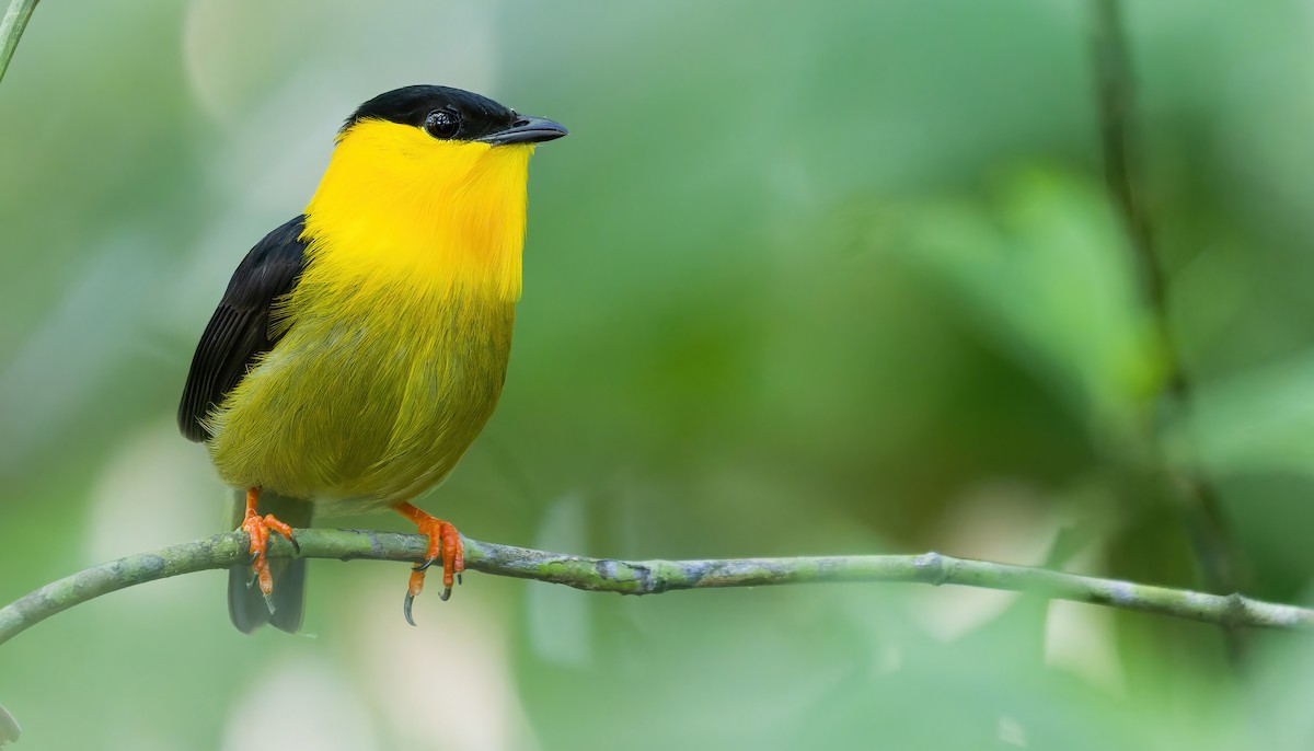 ML516880851 - Golden-collared Manakin - Macaulay Library
