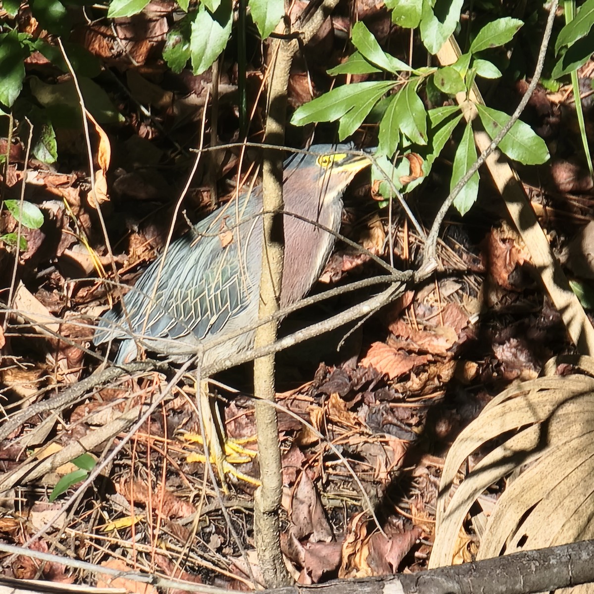 eBird Checklist - 27 Dec 2022 - Mattie Kelly Park - 24 species