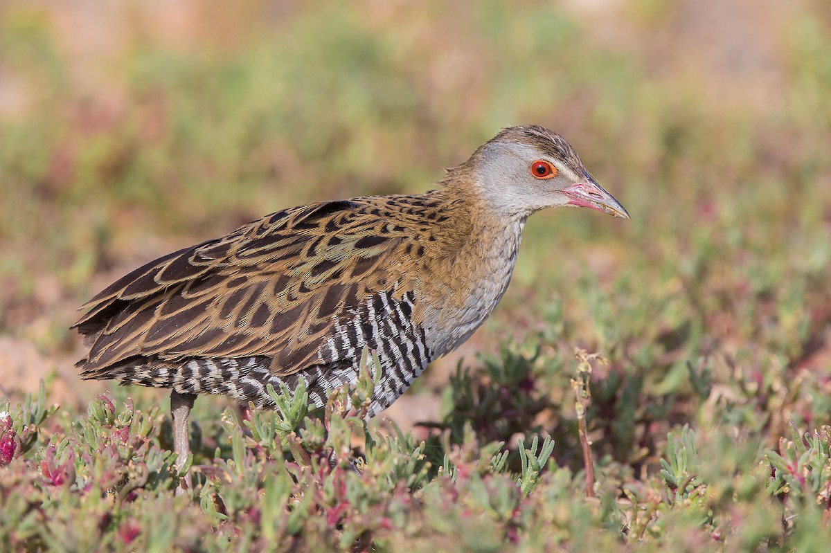 ML517135551 - African Crake - Macaulay Library