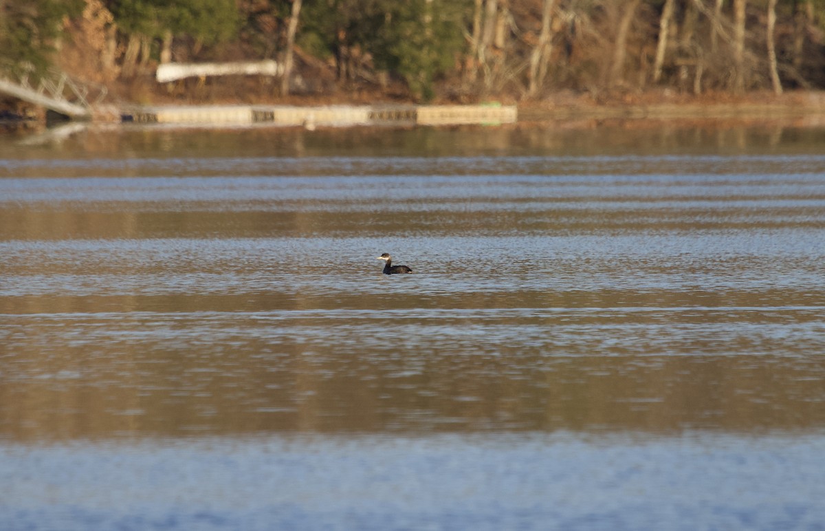eBird Checklist - 26 Dec 2022 - Mashpee Pond--Attaquin Park - 17 species