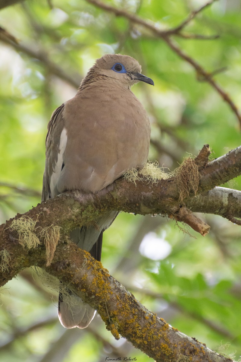 ML517257811 - West Peruvian Dove - Macaulay Library