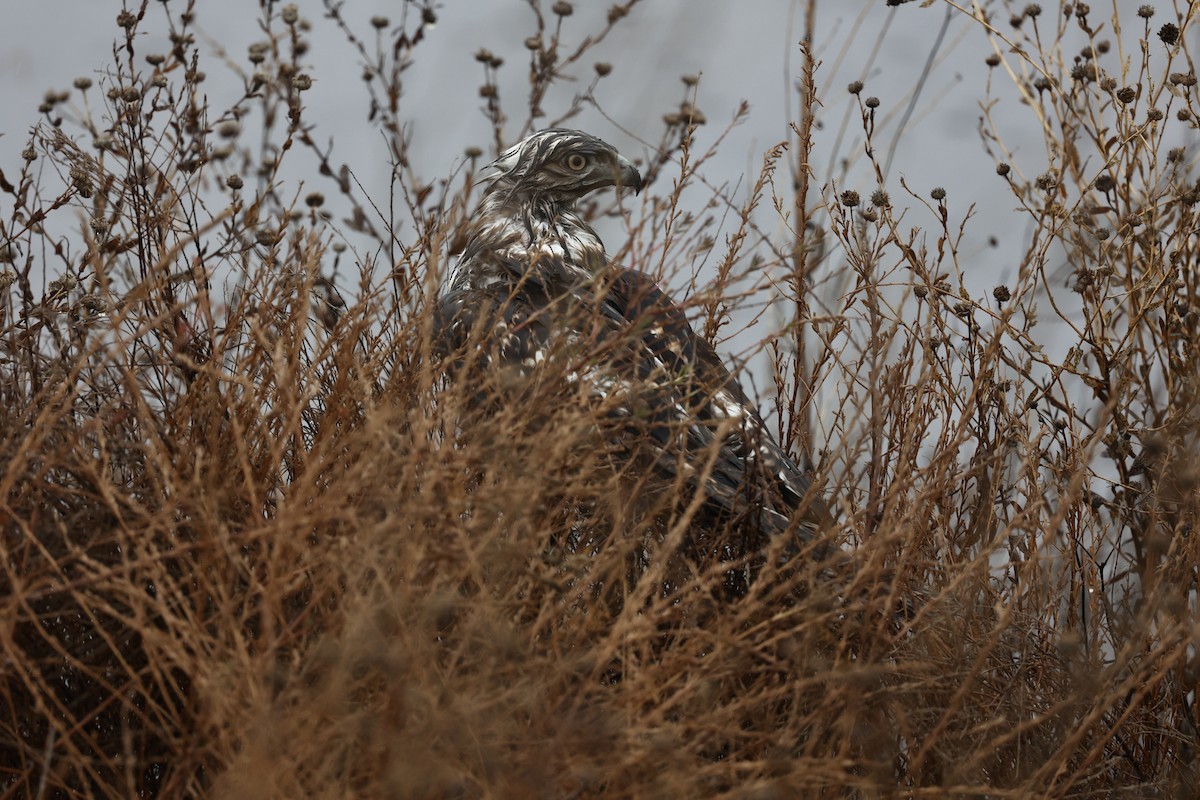 eBird Checklist - 27 Dec 2022 - Kern NWR - 41 species