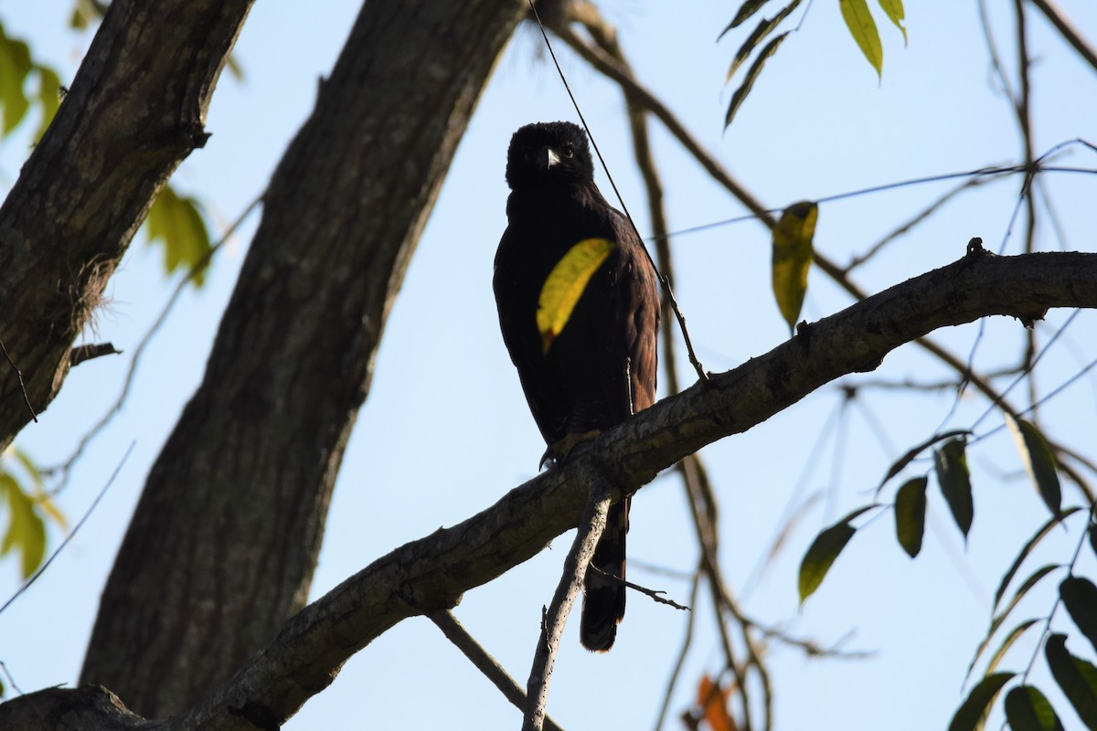 eBird Checklist - 27 Dec 2022 - Santuario La Belén - Salazar - 8 species