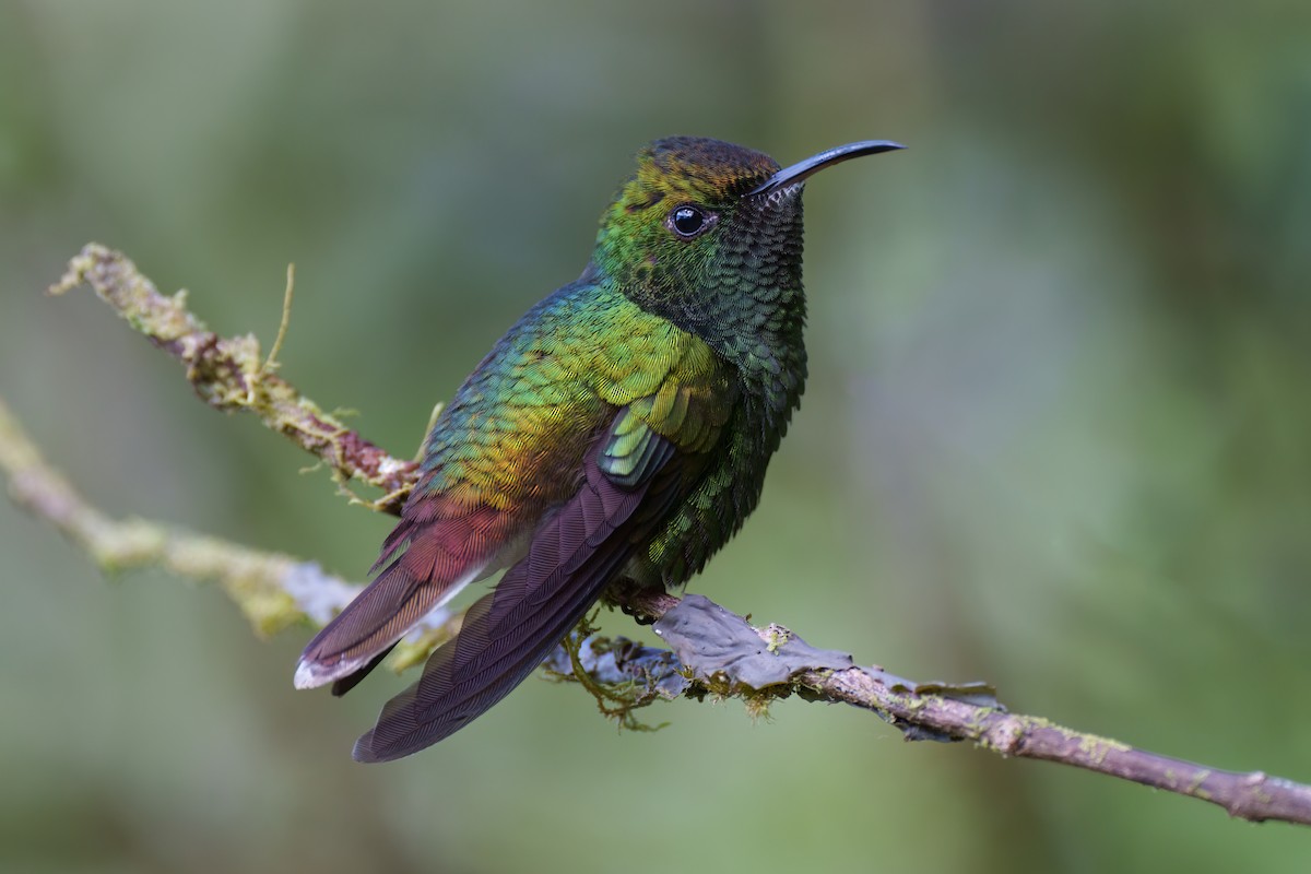 Coppery-headed Emerald - Microchera cupreiceps - Media Search ...