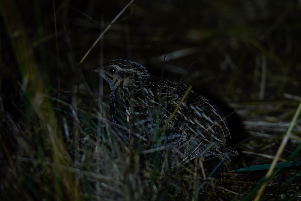 eBird Checklist - 28 Dec 2022 - Terrick Terrick National Park ...