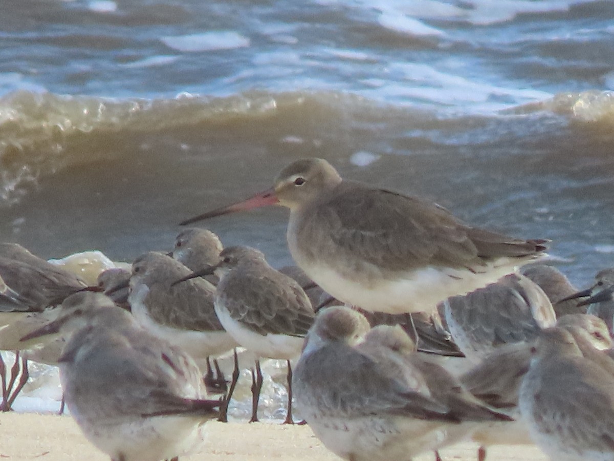 eBird Checklist - 29 Dec 2022 - Stockyard Point - 25 species