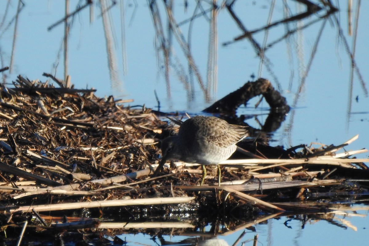 eBird Checklist - 29 Dec 2022 - **Back Bay NWR - 34 species