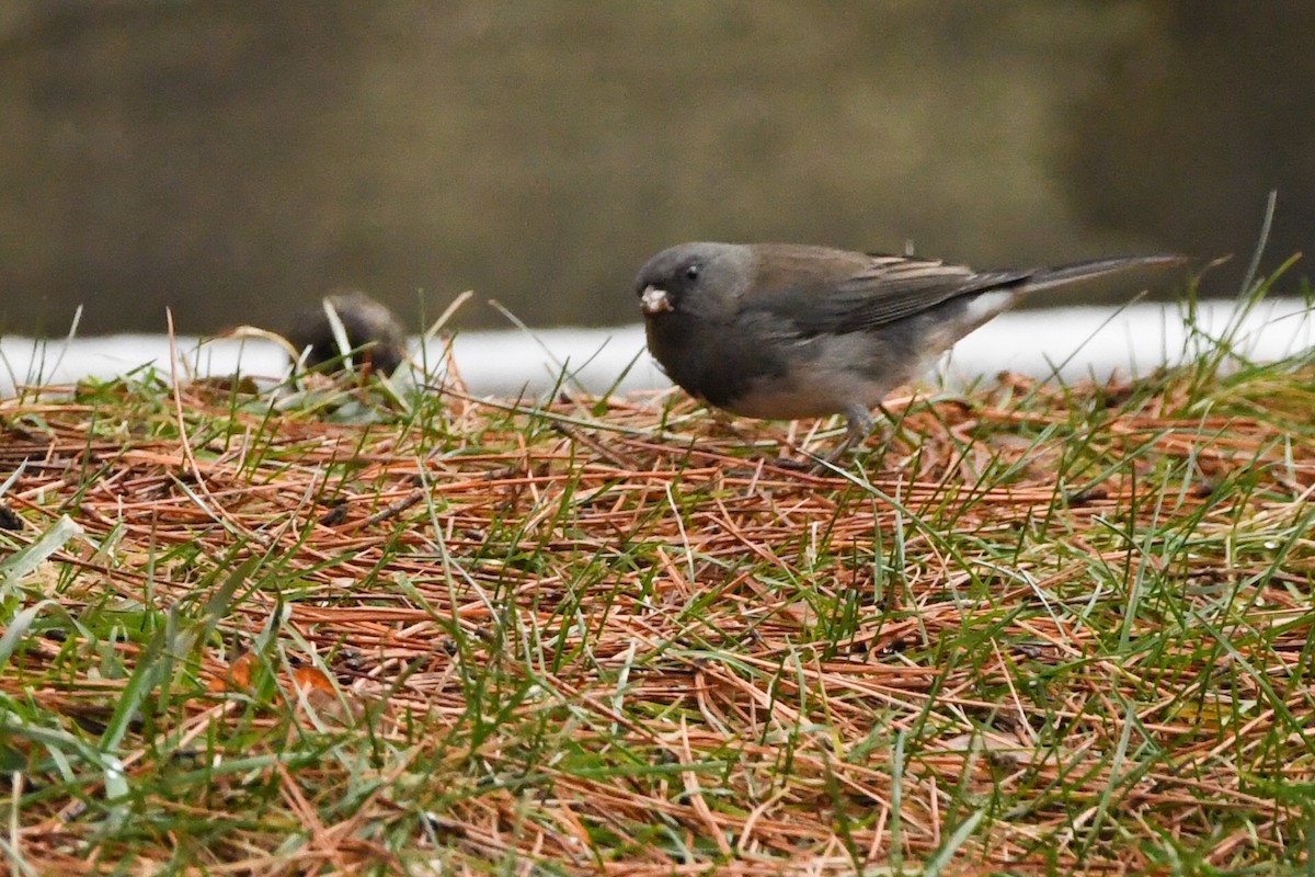 ML517926991 - Dark-eyed Junco (Slate-colored/cismontanus) - Macaulay ...