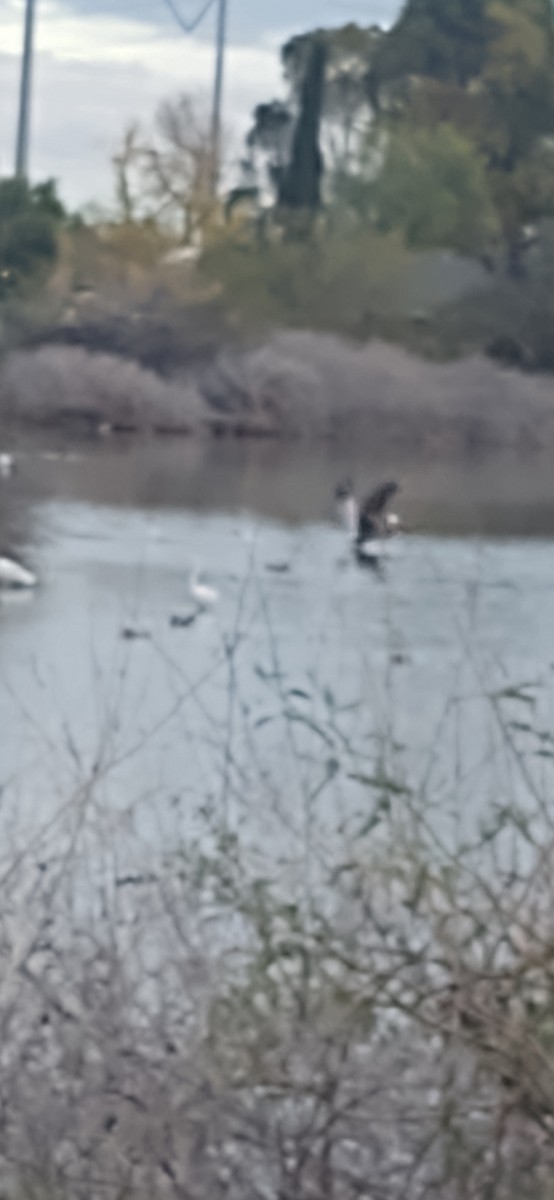 eBird Checklist - 29 Dec 2022 - Riparian Preserve at Gilbert Water ...