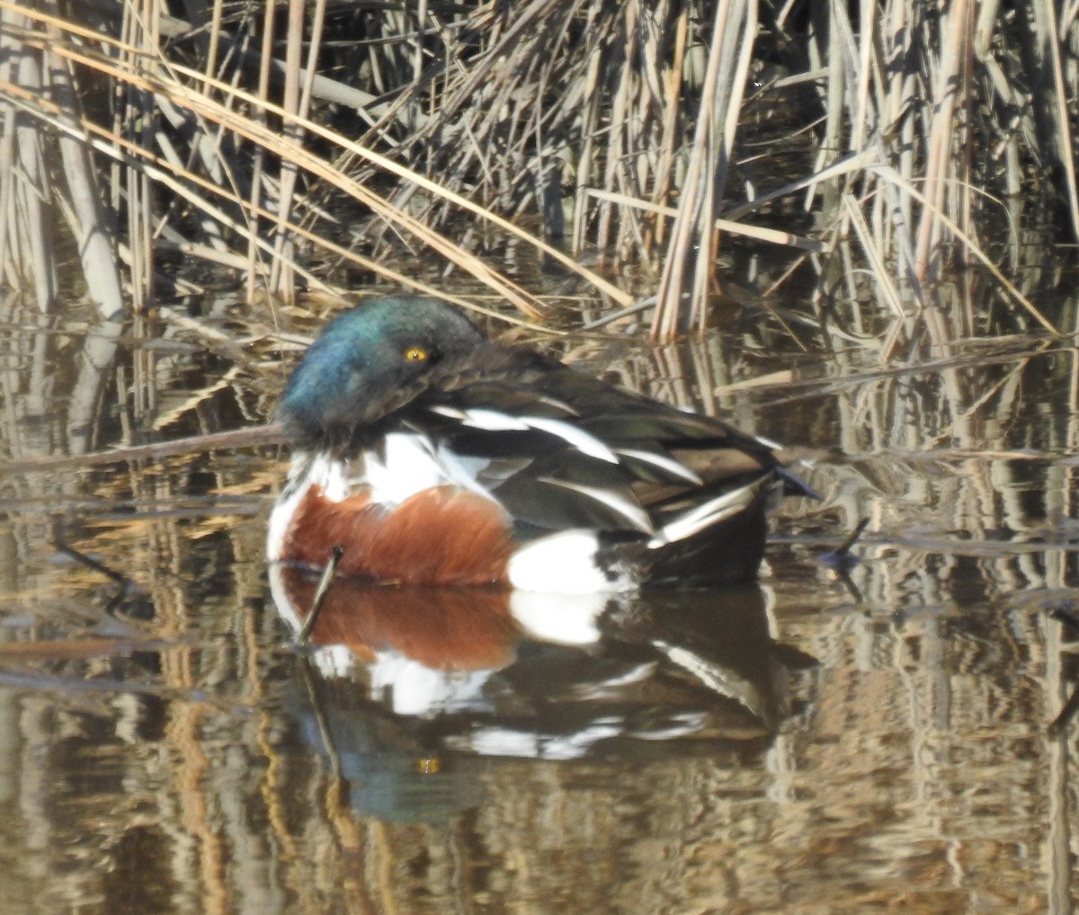 eBird Checklist - 28 Dec 2022 - Bombay Hook National Wildlife Refuge ...