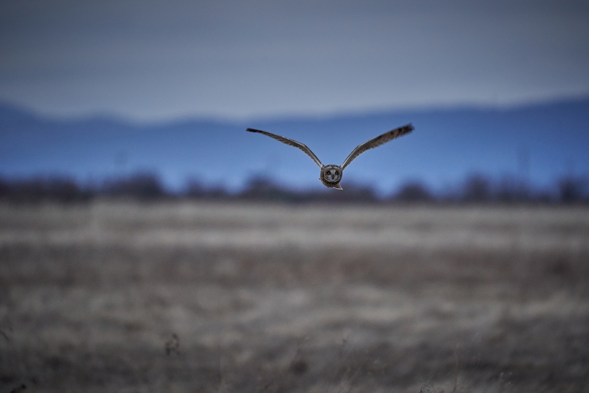 eBird Checklist - 29 Dec 2022 - Samish Flats--East 90 - 4 species
