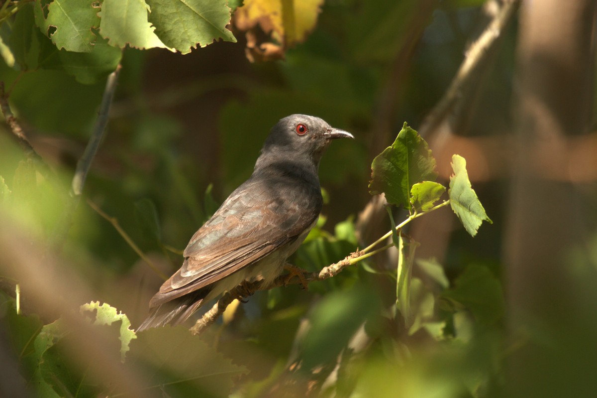 eBird Checklist - 9 Oct 2016 - Point Calimere Wildlife Sanctuary - 49 ...