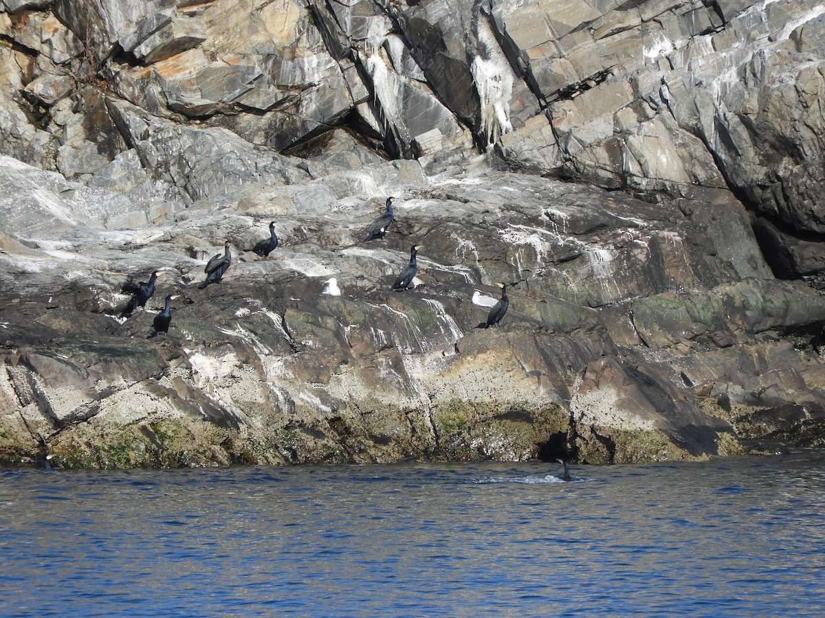 eBird Checklist - 26 Jan 2019 - BHI - Shag Rocks - 3 species