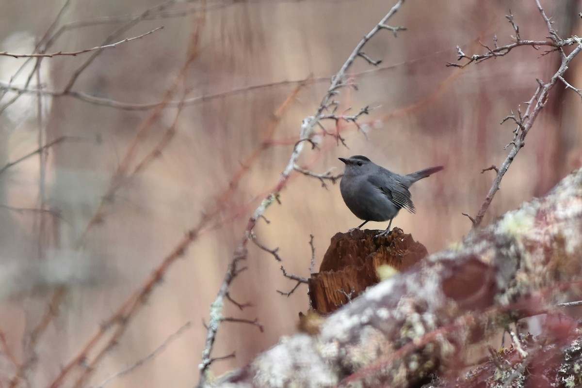 eBird Checklist - 30 Dec 2022 - Ihiya Biological Reserve - 10 species