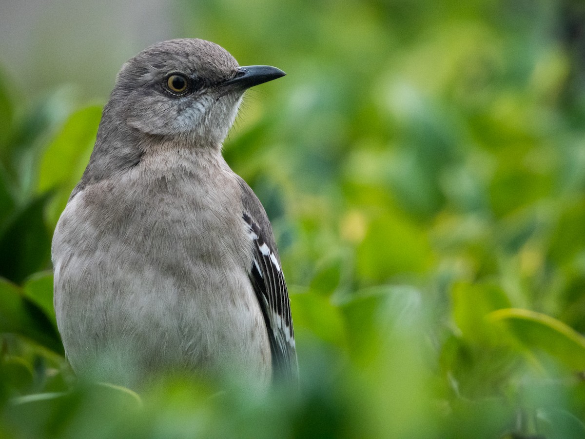 eBird Checklist - 30 Dec 2022 - Altadena--E Calaveras St. - 25 species ...