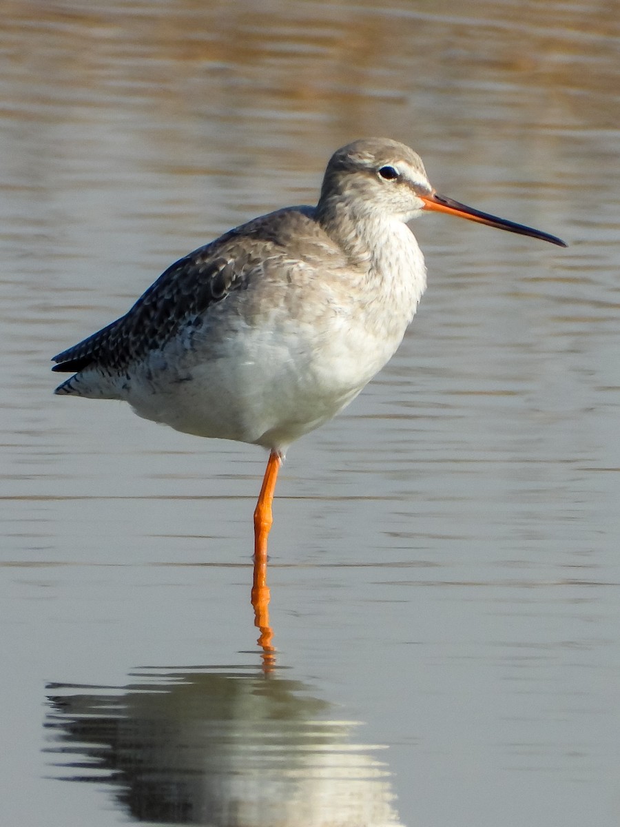 eBird Checklist - 30 Dec 2022 - Panje, Uran - 41 species
