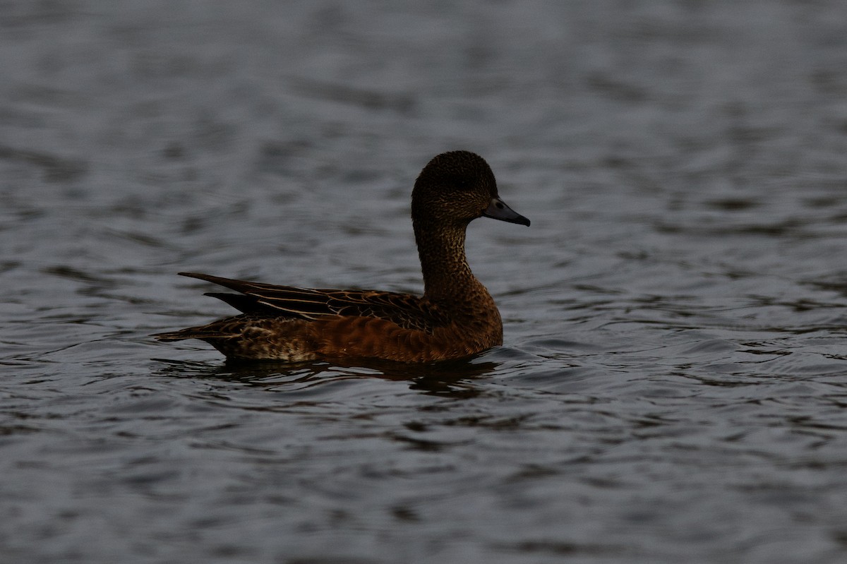 eBird Checklist - 30 Dec 2022 - Lake Mingo Corman Park - 7 species