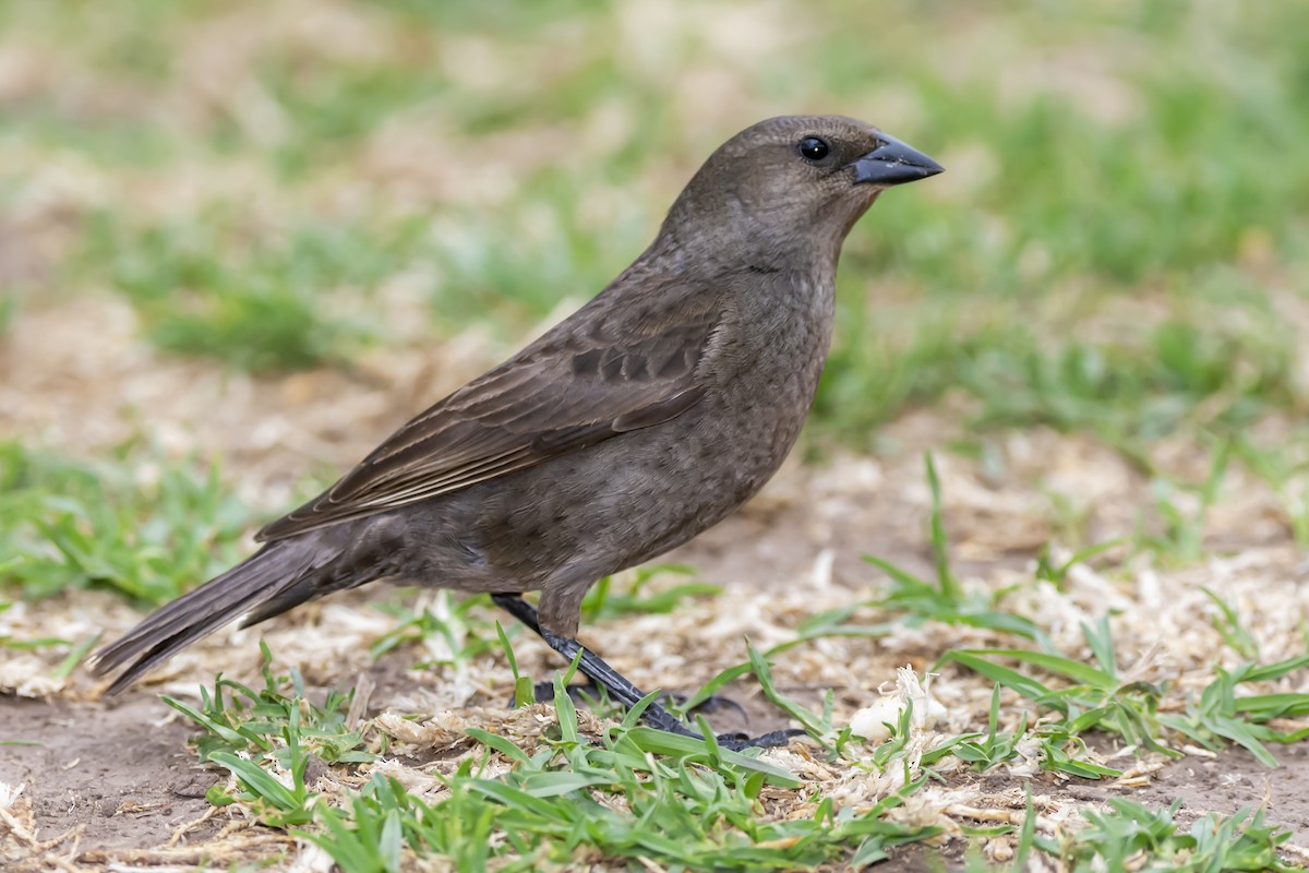 ML518553661 - Shiny Cowbird - Macaulay Library