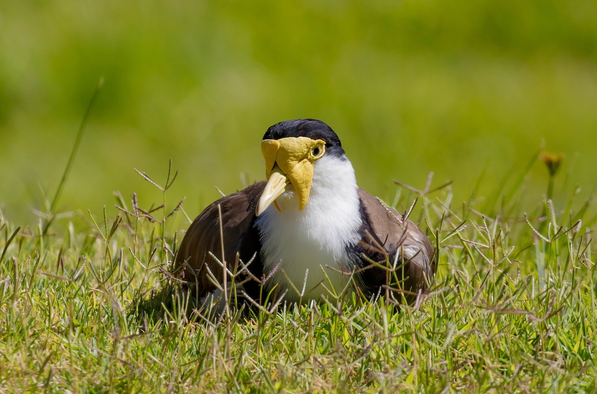 eBird Checklist - 19 Dec 2022 - Western Plains Zoo, Dubbo - 14 species