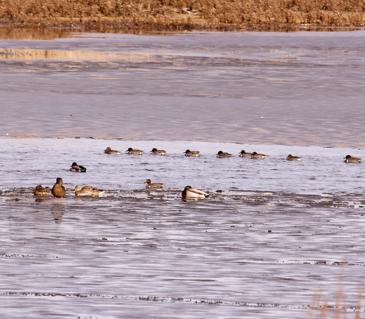 eBird Checklist - 1 Jan 2023 - Jamaica Bay Wildlife Refuge--West Pond ...