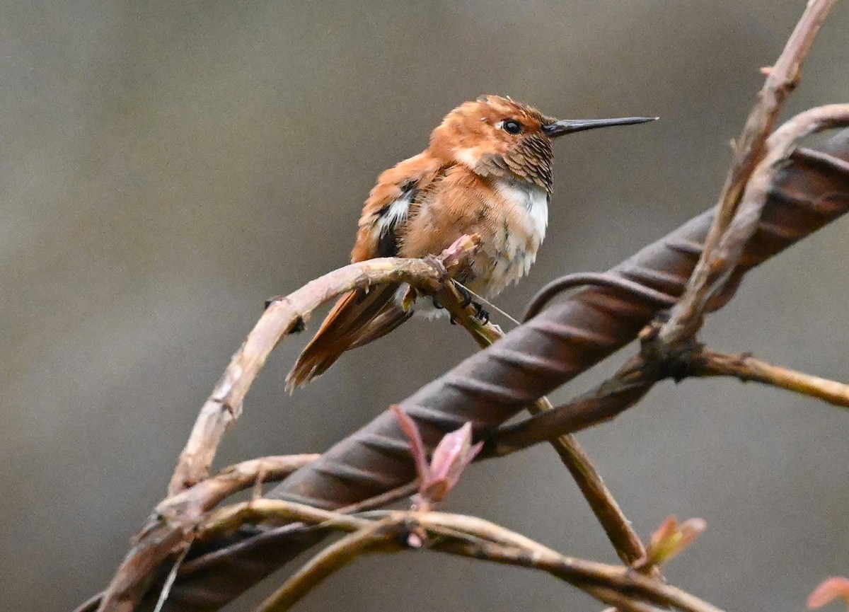 eBird Checklist - 1 Jan 2023 - Eddie"s - 18 species