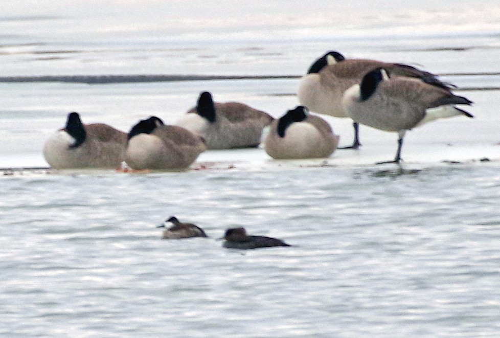 eBird Checklist - 1 Jan 2023 - Shenango Reservoir--Clark Recreation ...
