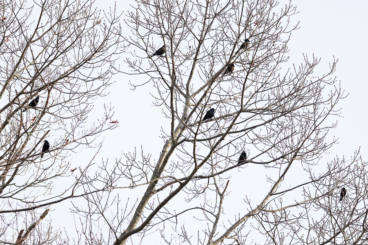 eBird Checklist - 1 Jan 2023 - Bolton Spring farm - 16 species