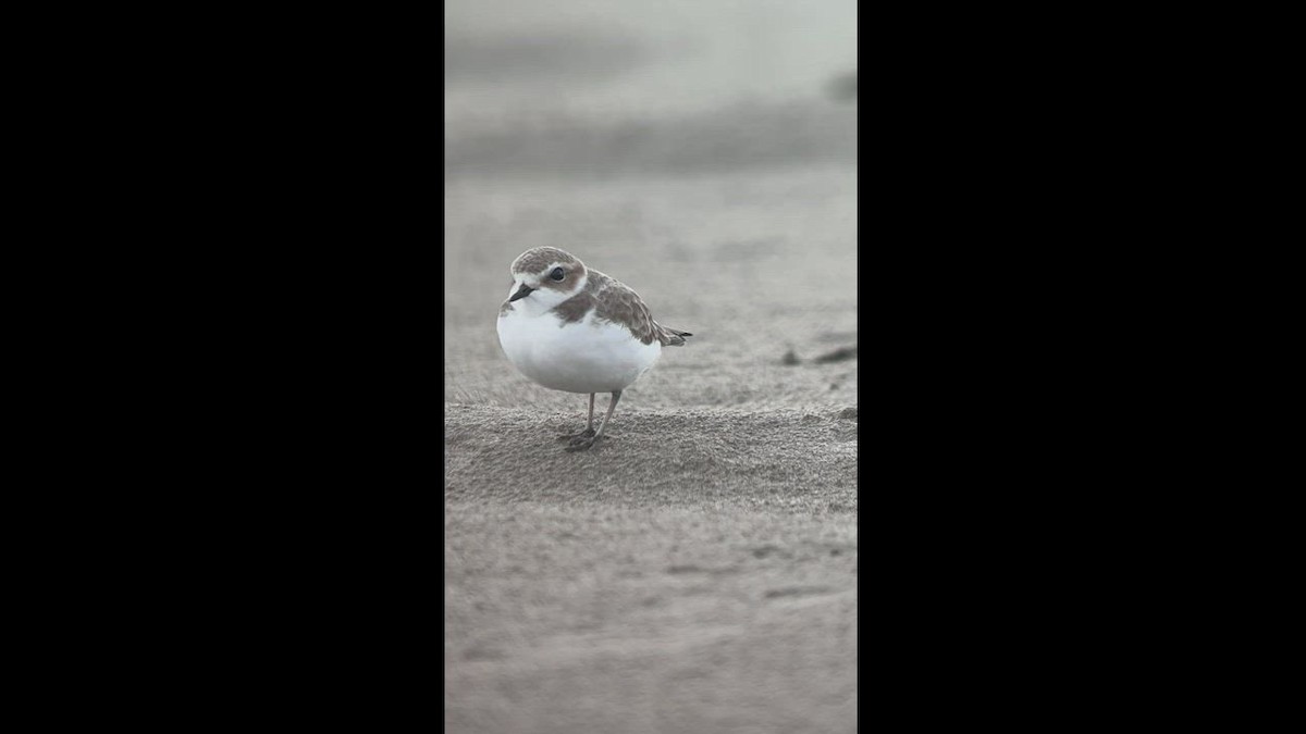 eBird Checklist - 1 Jan 2023 - Beachfront/Necanicum River Mouth (46.007 ...