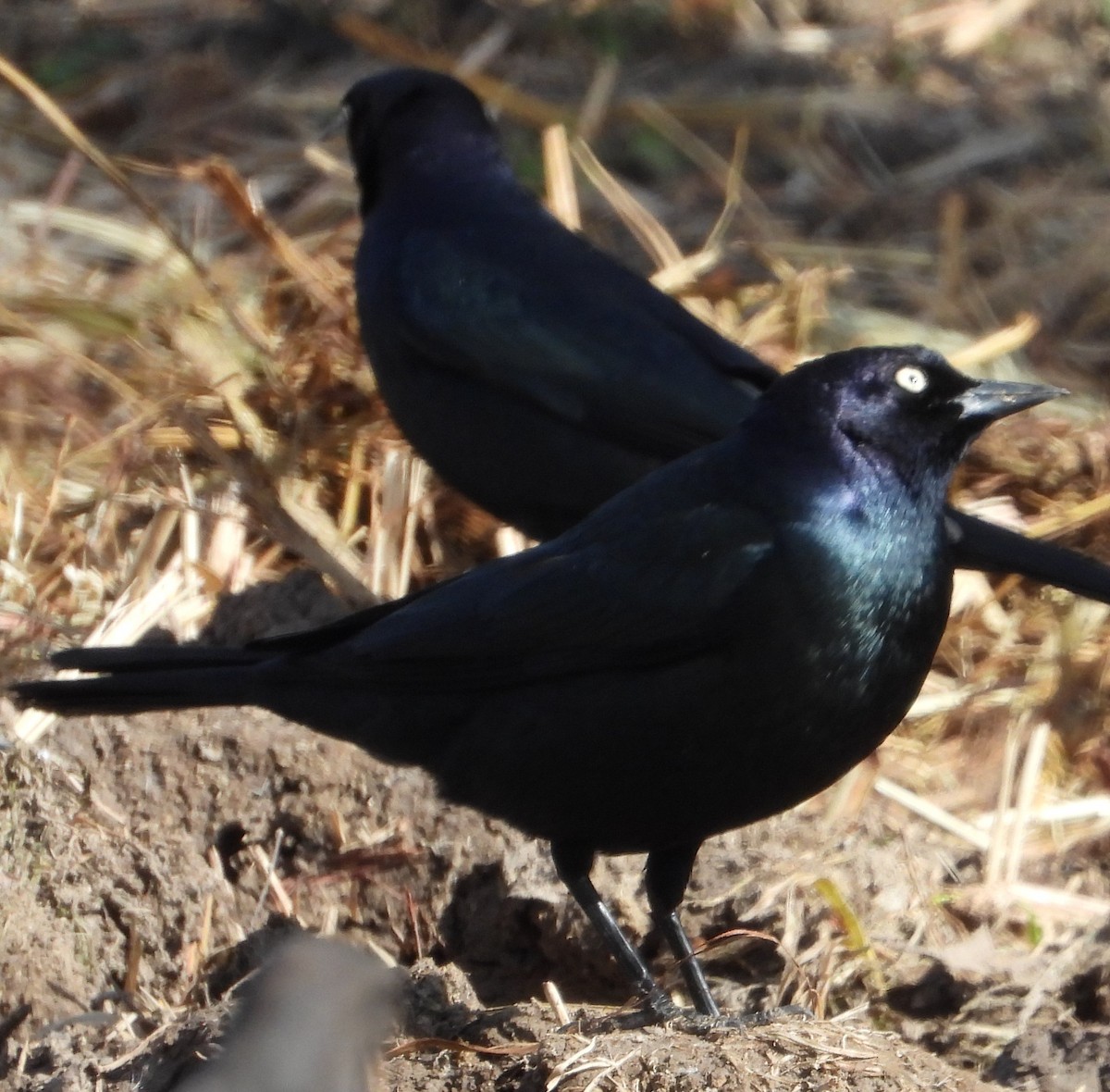 eBird Checklist - 31 Dec 2022 - John Bunker Sands Wetlands Ctr - 11 species