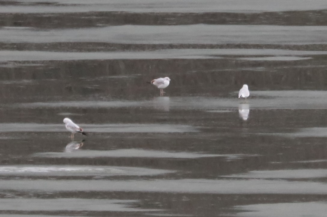 eBird Checklist - 1 Jan 2023 - Bald Eagle SP--Foster Joseph Sayers Dam ...