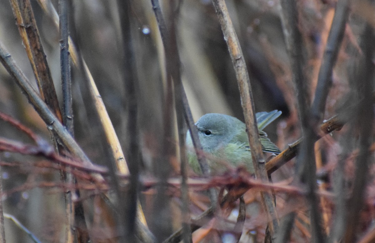 eBird Checklist - 2 Jan 2023 - Parc de l'Honorable-George-O'Reilly - 9 ...