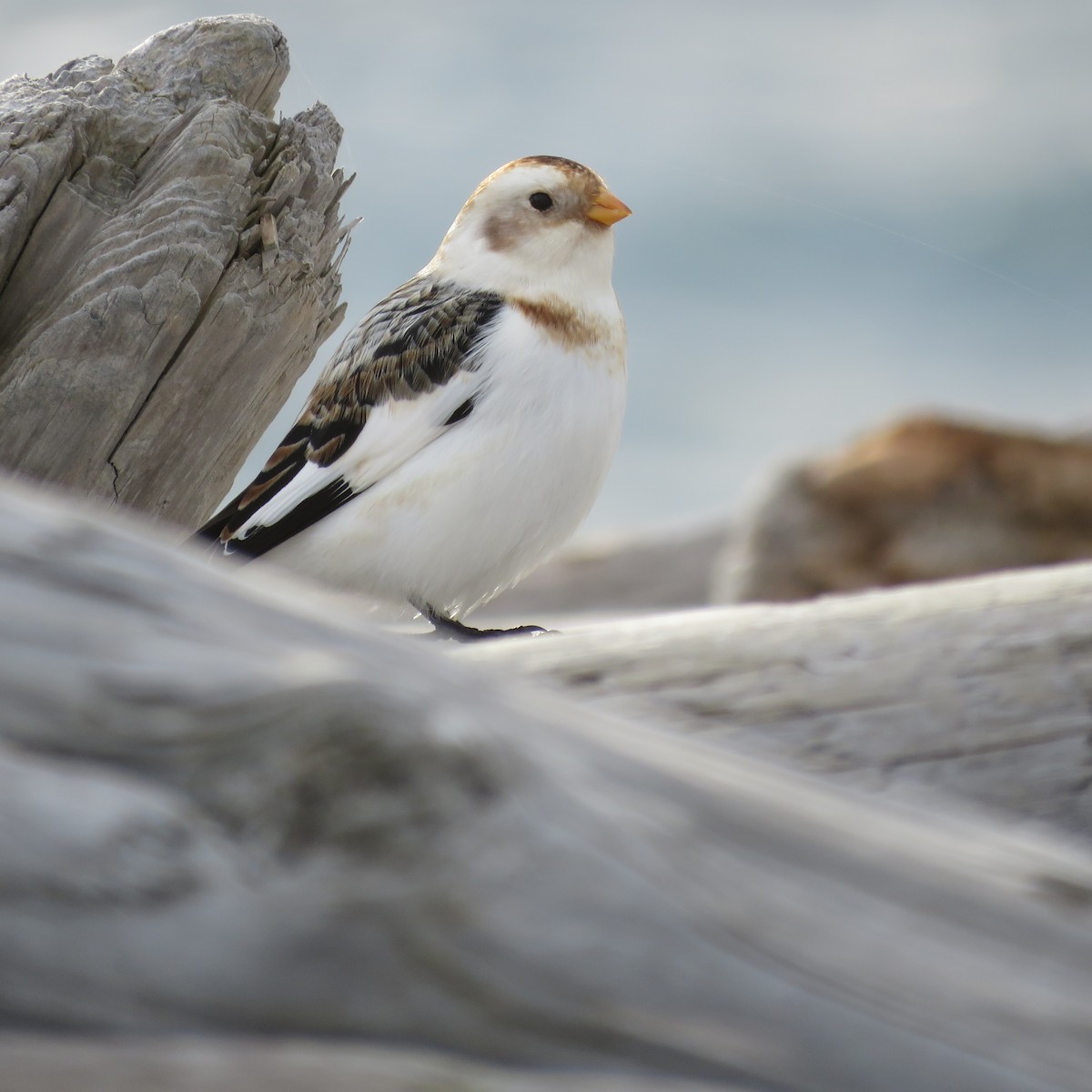 eBird Checklist - 2 Jan 2023 - Keystone Spit - 2 species