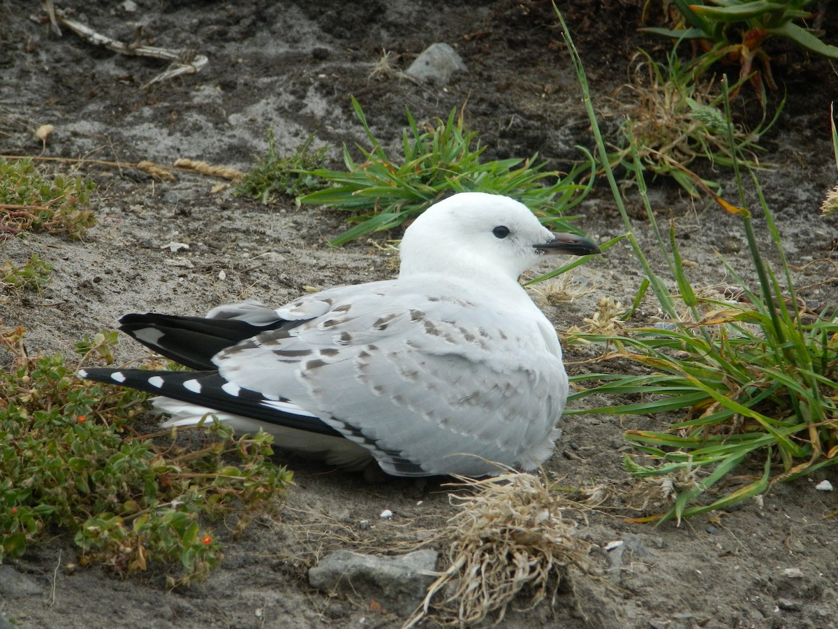 eBird Checklist - 15 Jan 2015 - Taiaroa Head--Royal Albatross Centre ...