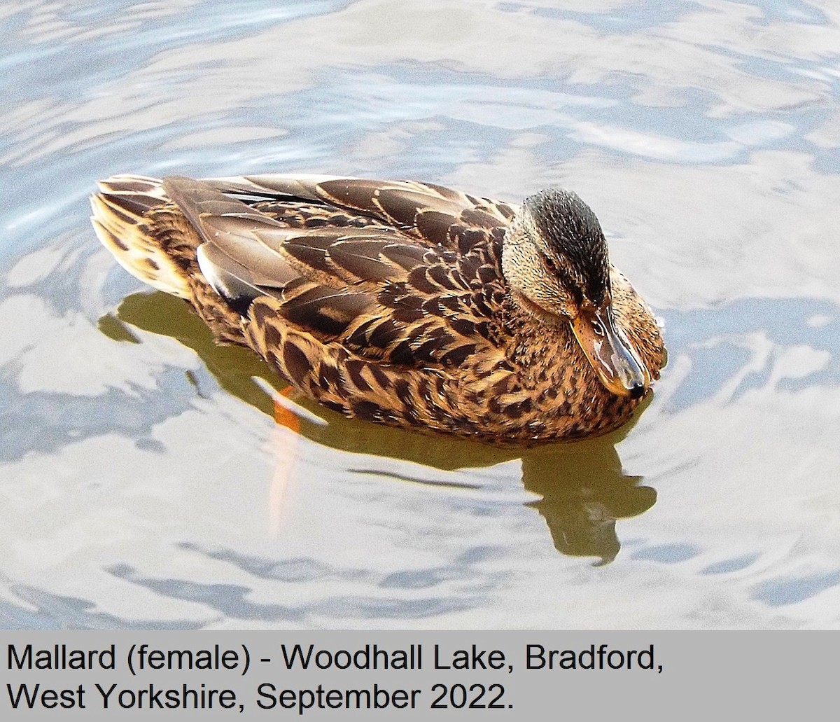 ML519835621 - Mallard - Macaulay Library