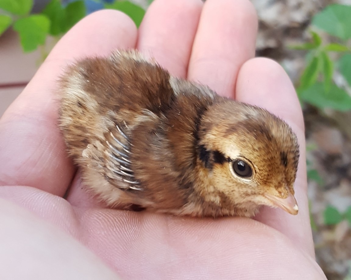 Virginia Breeding Bird Atlas Checklist - 30 May 2020 - Paddy Knob ...
