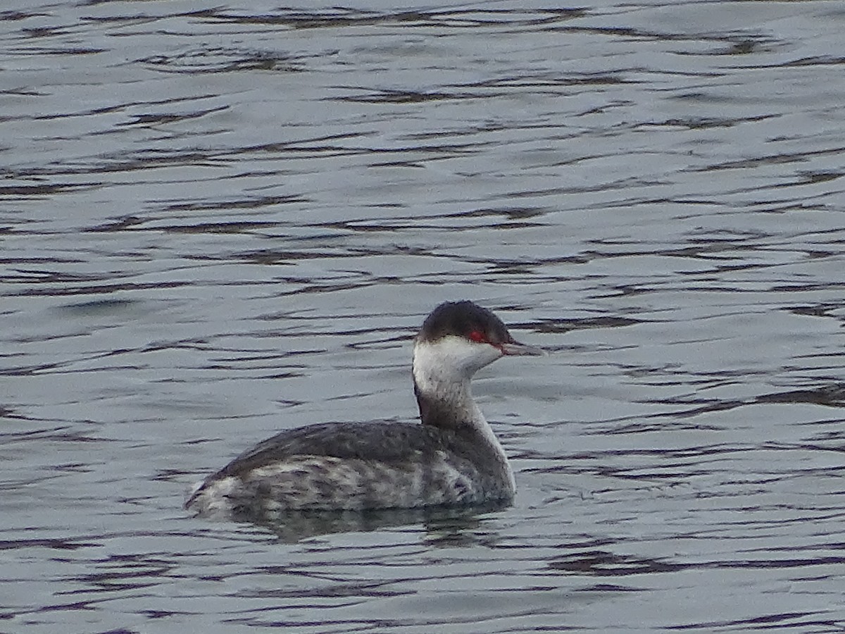 eBird Checklist - 2 Jan 2023 - Edward Vincent Ecker, Sr. County Park ...