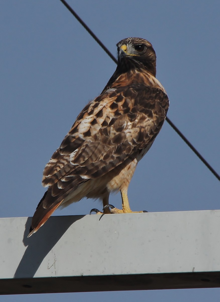 eBird Checklist - 1 Jan 2023 - Uvalde County-Knippa Farmlands CR101 ...