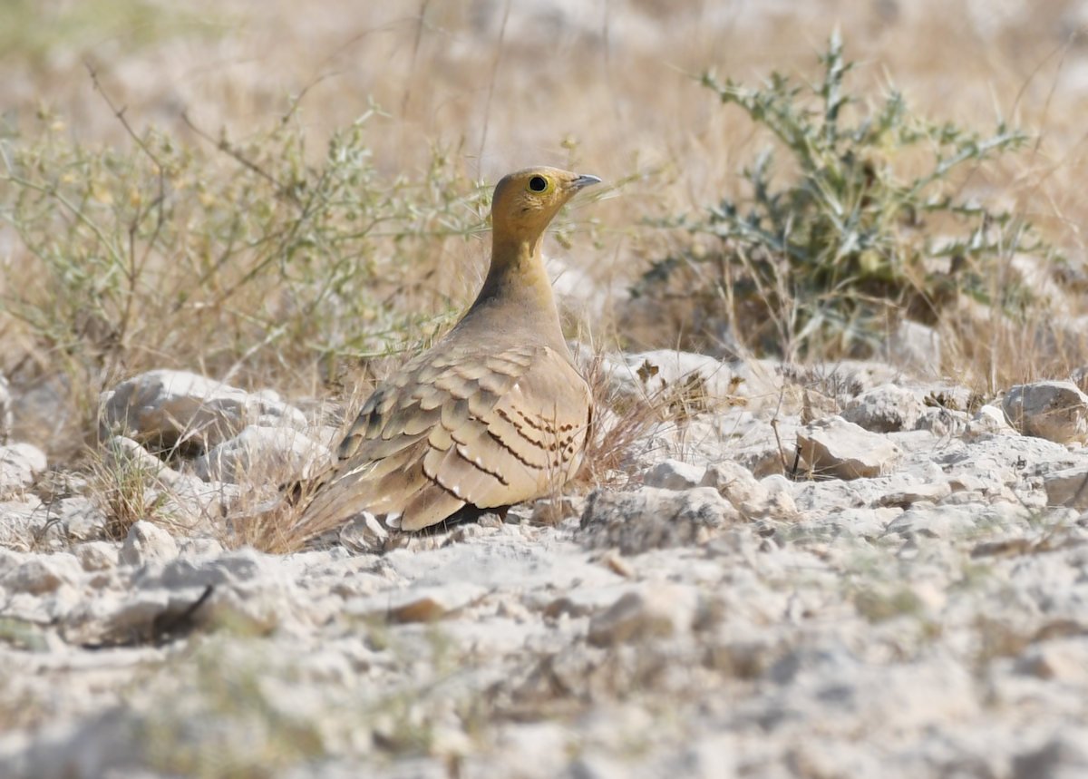 eBird Checklist - 28 Dec 2022 - Jhampir (town) - 64 species