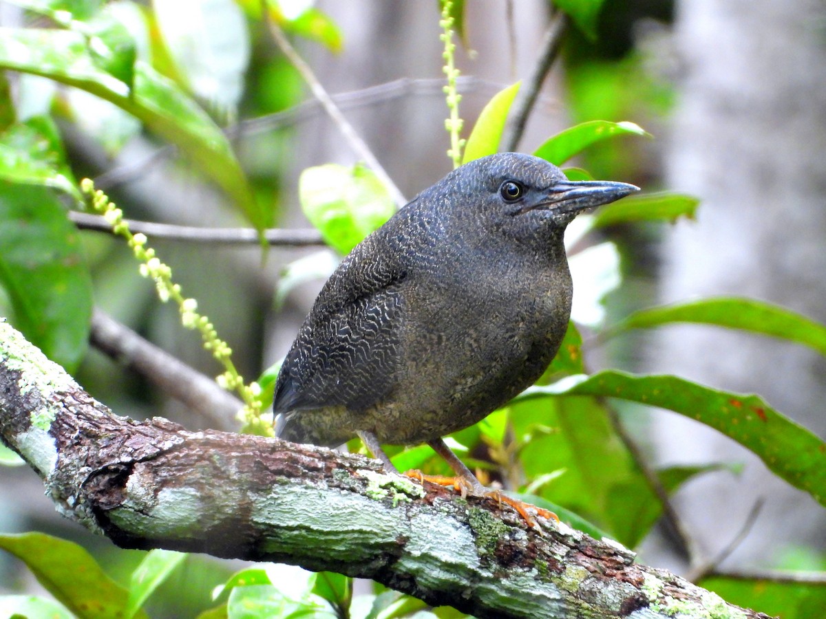 ML520500281 - Zigzag Heron - Macaulay Library