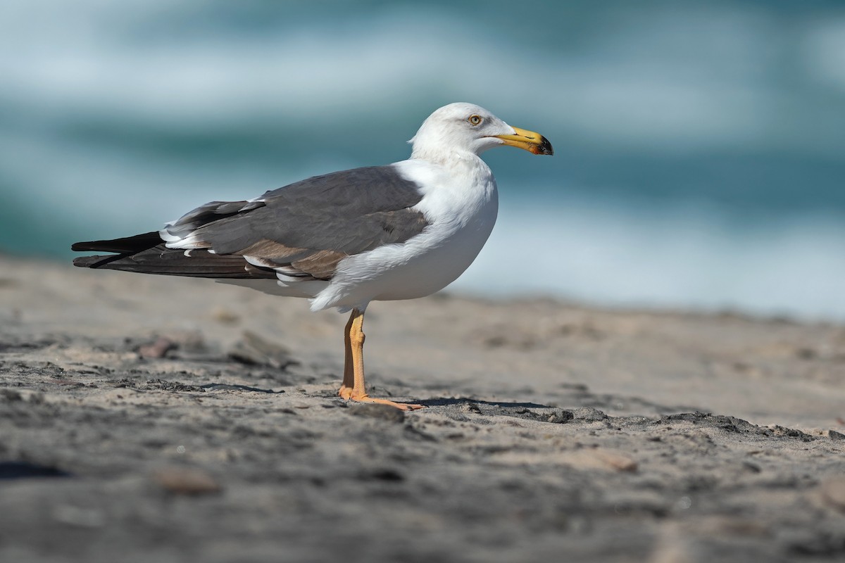 ML520532541 - Yellow-footed Gull - Macaulay Library