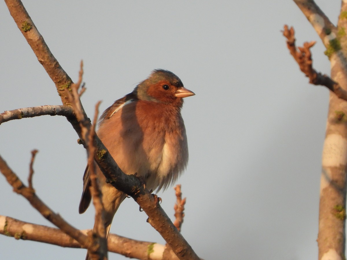 ML520545601 - Common Chaffinch - Macaulay Library