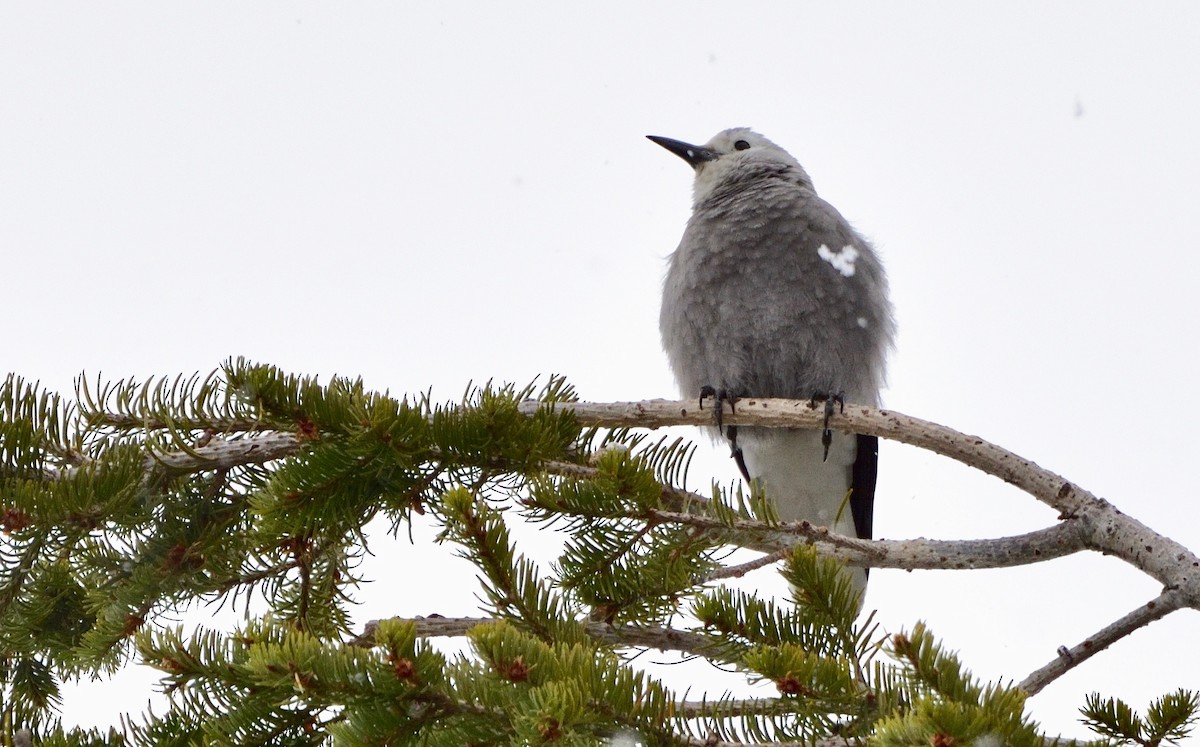 eBird Checklist - 4 Jan 2023 - Packsaddle Estates - 10 species