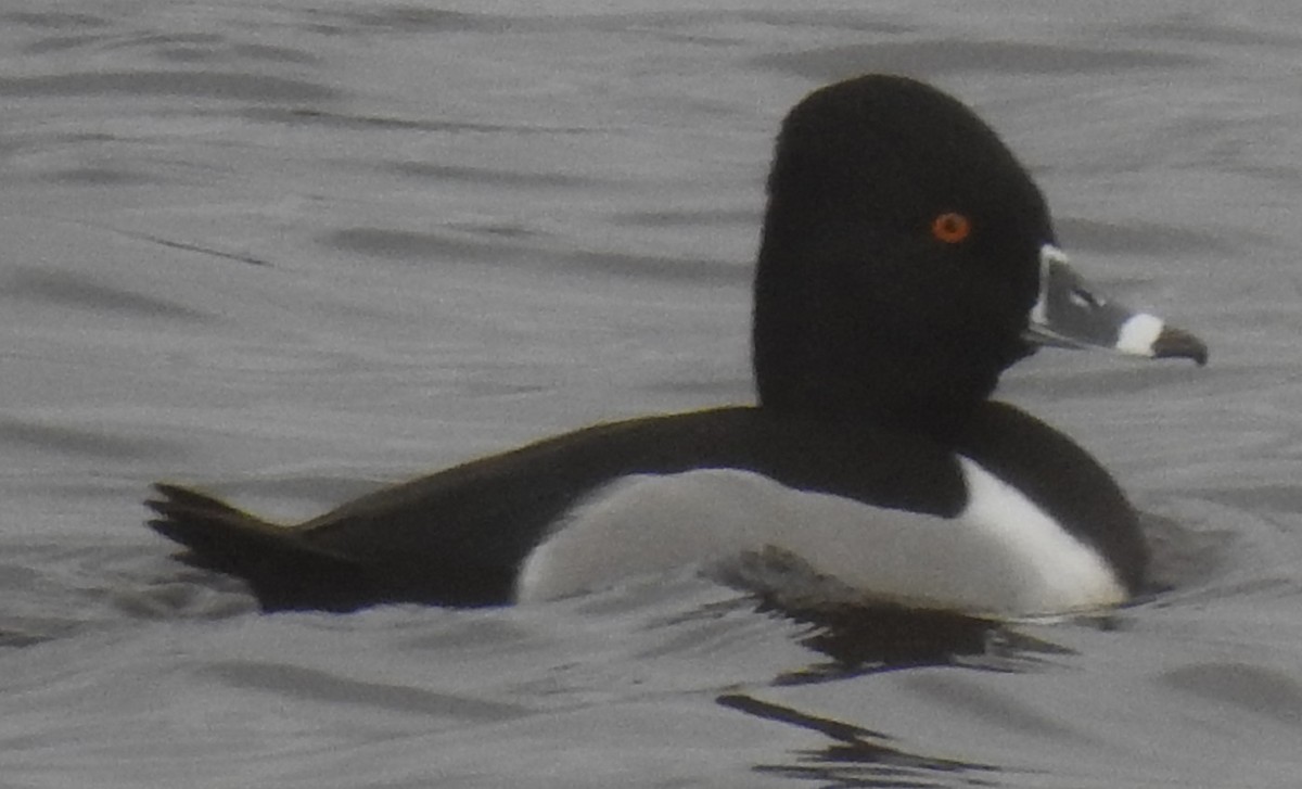 eBird Checklist - 5 Jan 2023 - Arcata Marsh and Wildlife Sanctuary - 12 ...