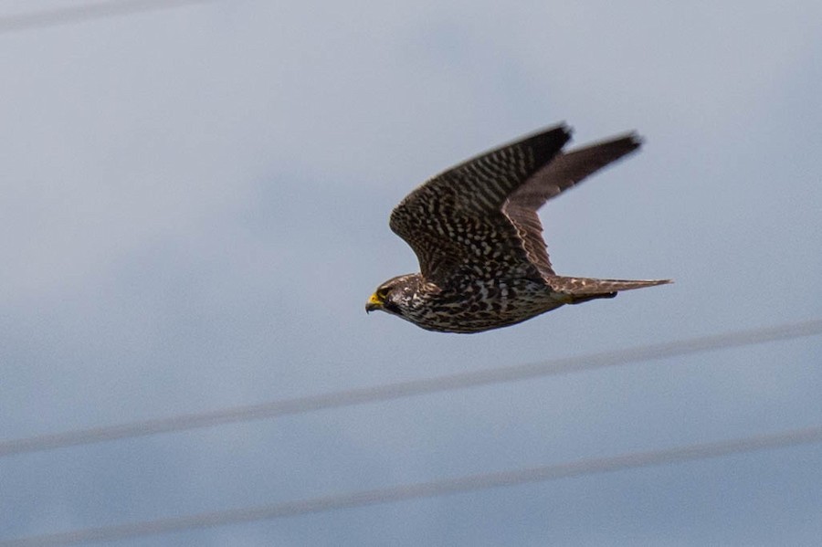 Peregrine x Prairie Falcon (hybrid) - eBird