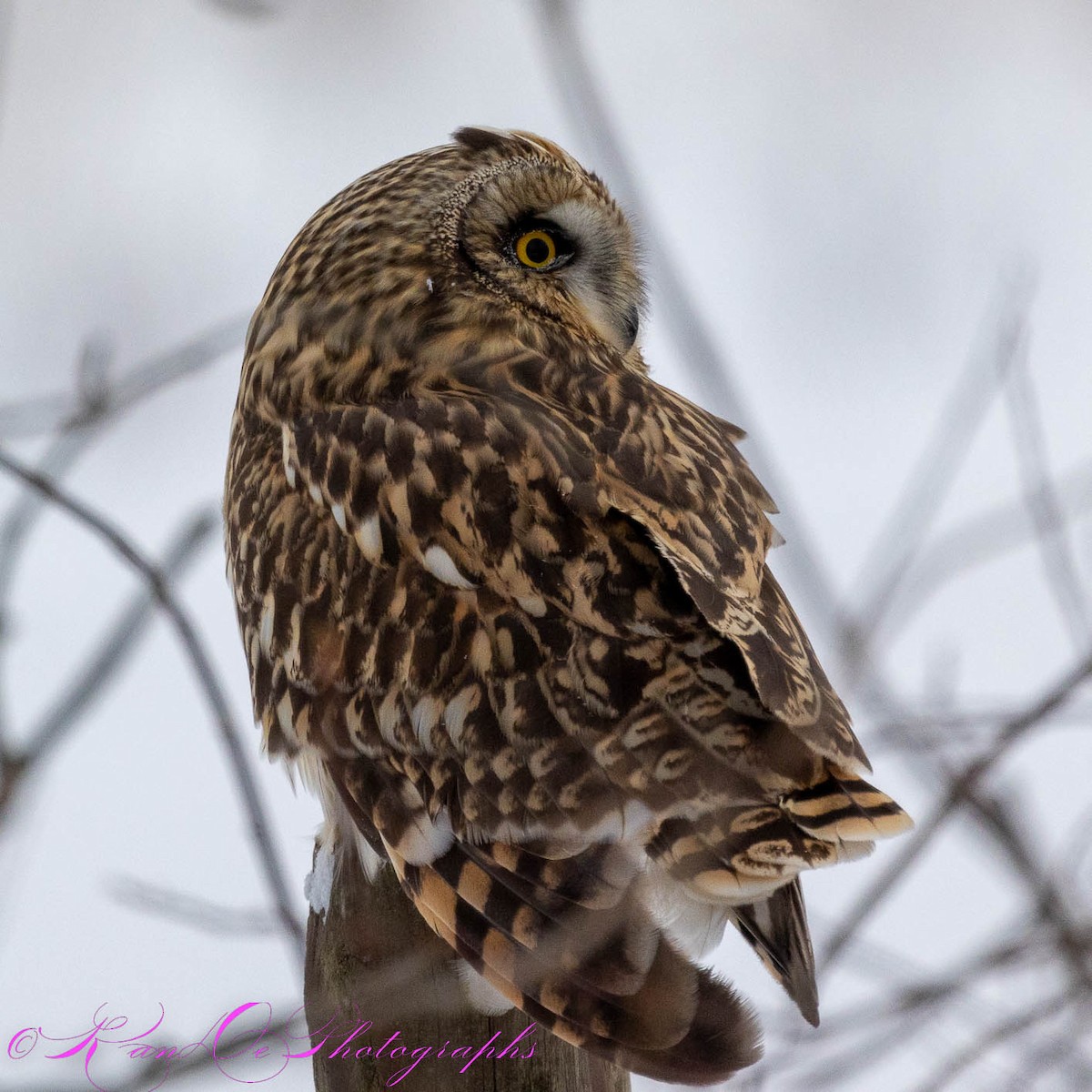 ML521310031 - Short-eared Owl - Macaulay Library