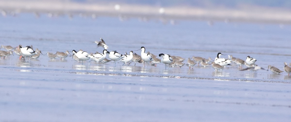 eBird Checklist - 20 Mar 2017 - ARANI RIVER PULICAT - 49 species