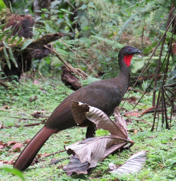 eBird Checklist - 8 Mar 2017 - Arenal Observatory Lodge - 75 species
